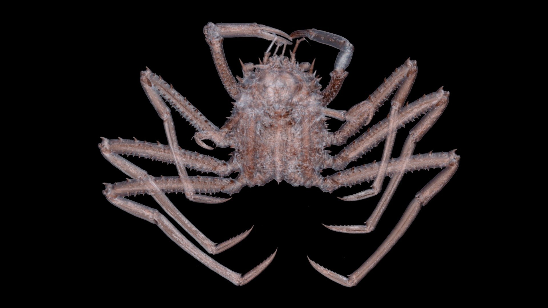 オオホモラ 🦀 CT scan 🦴 Deepwater Carrier Crab - Download Free 3D model by ...