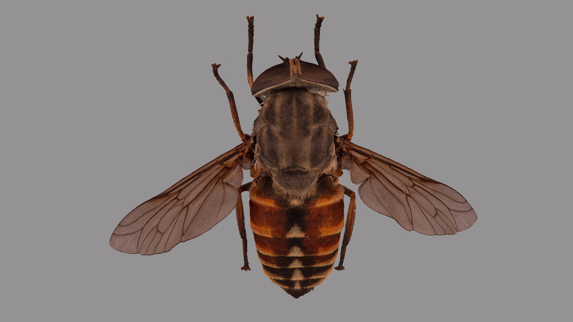 Tabanus spodopterus - 3D model by VirNat [b7dc304] - Sketchfab