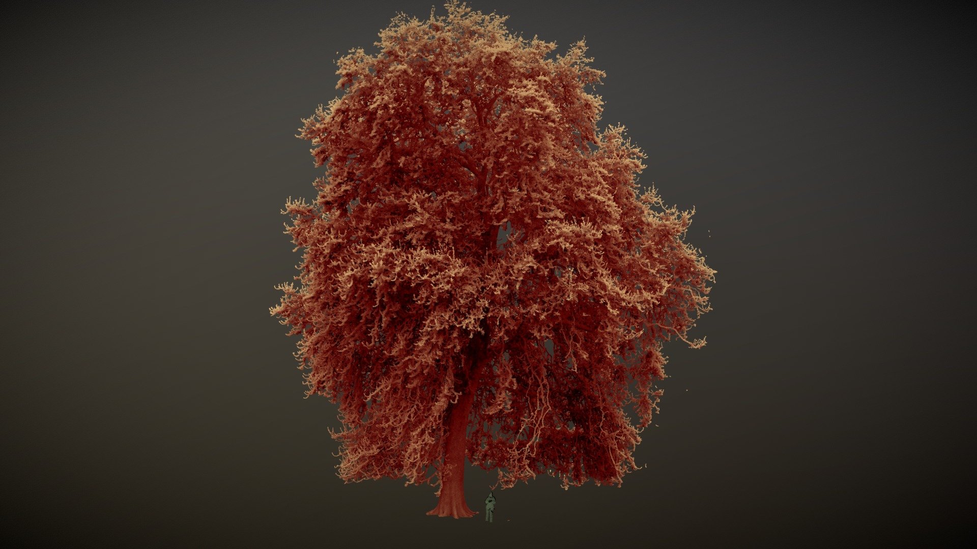 Plane tree at Lindenleipark, Ghent (Belgium) - 3D model by Q-ForestLab ...