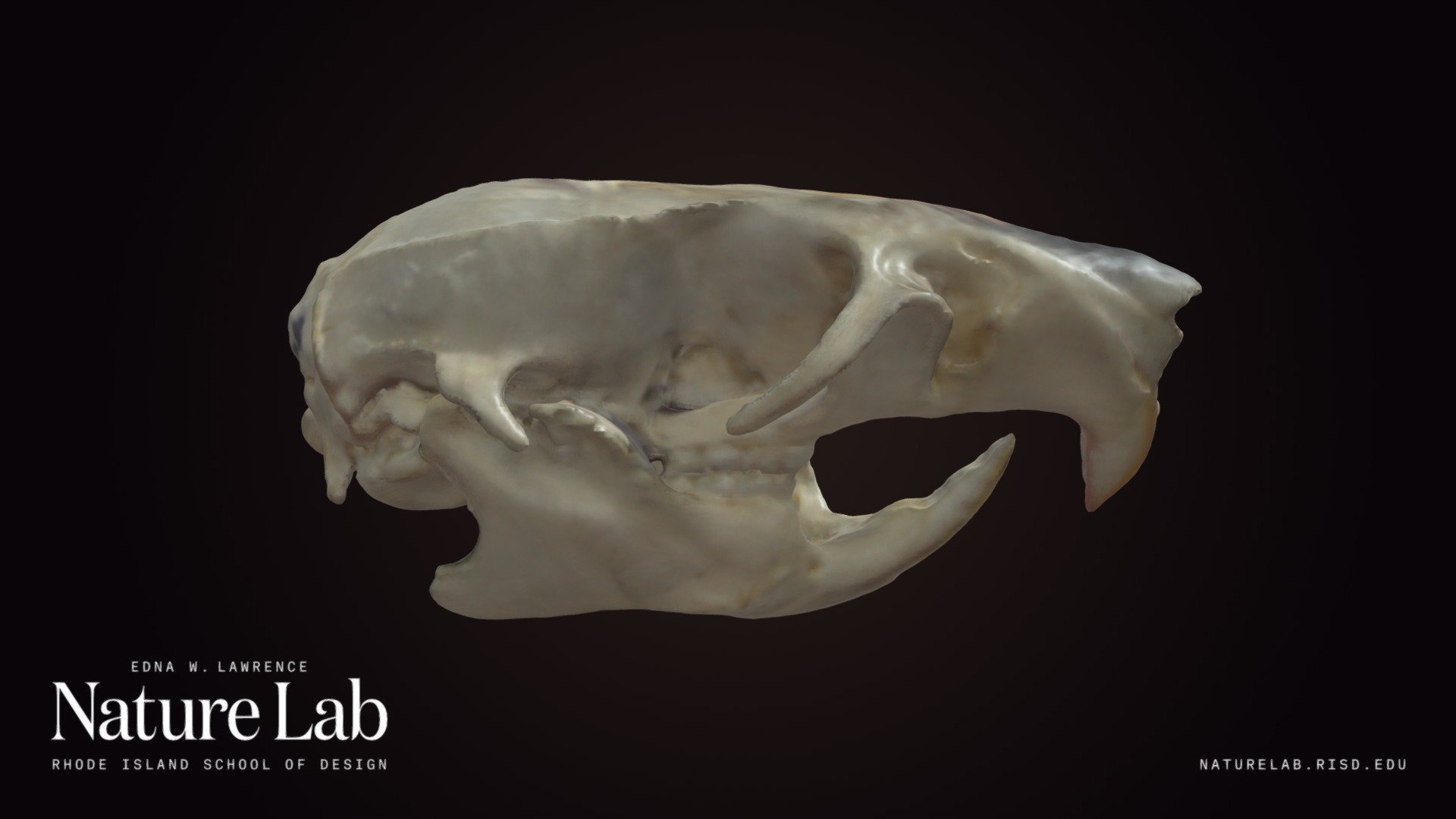 Rat Skull - Download Free 3D model by RISD Nature Lab (@RISDNaturelab ...