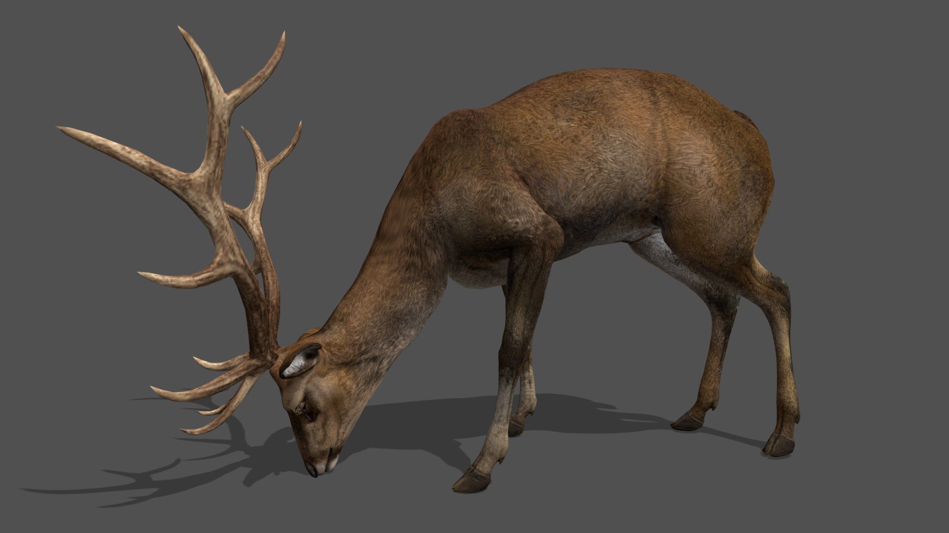 Animated Deer – 3D Animal Model - 3D model by AnimalMesh 3D ...