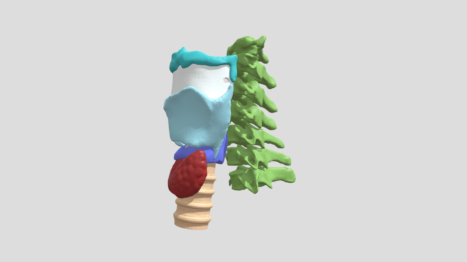Thyroid - Download Free 3D model by ShapeShiftingBlob [b7e522c] - Sketchfab