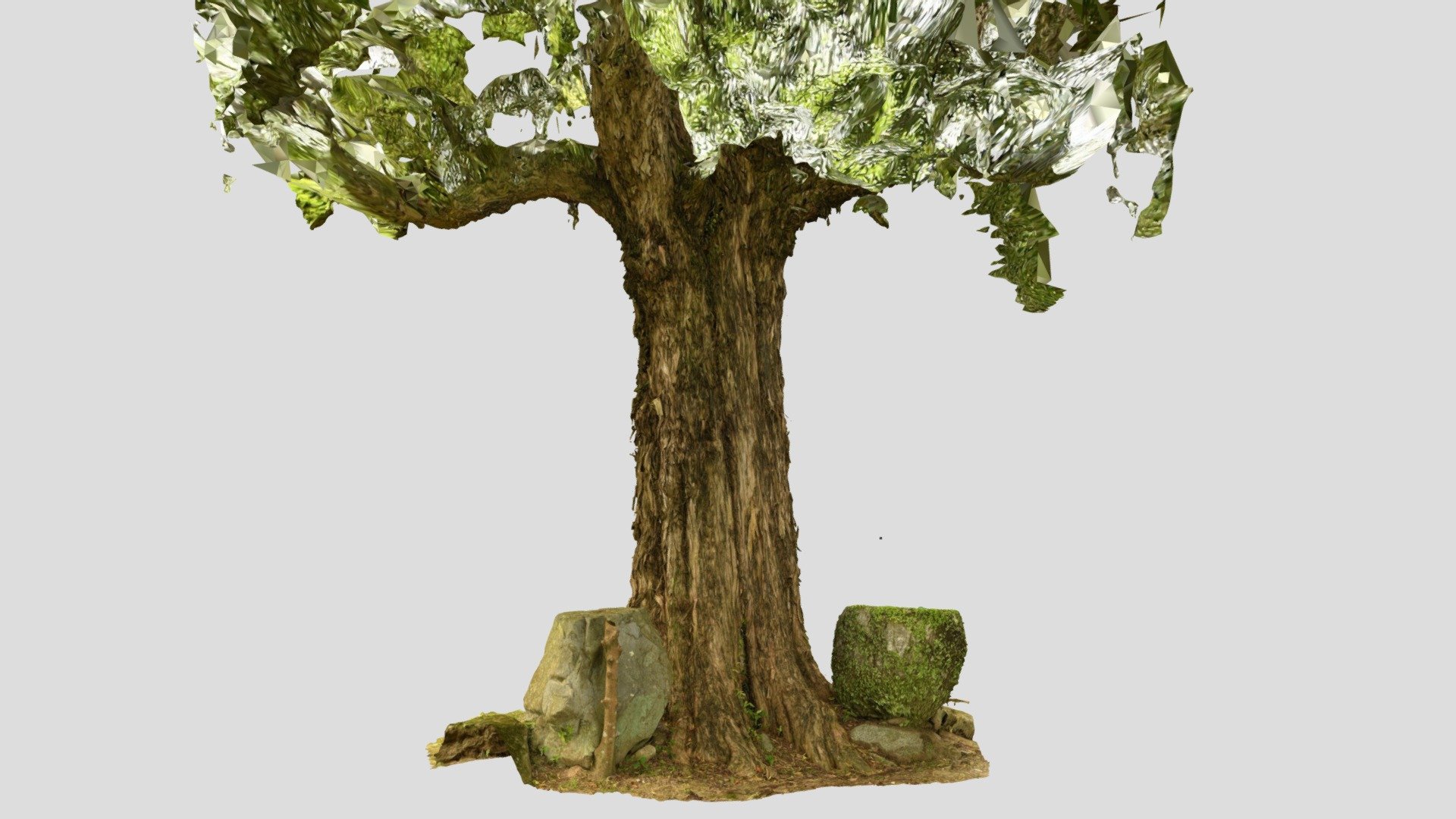 CC0 イヌマキ 🌲 Japanese Yew, P. macrophyllus - Download Free 3D model by ...