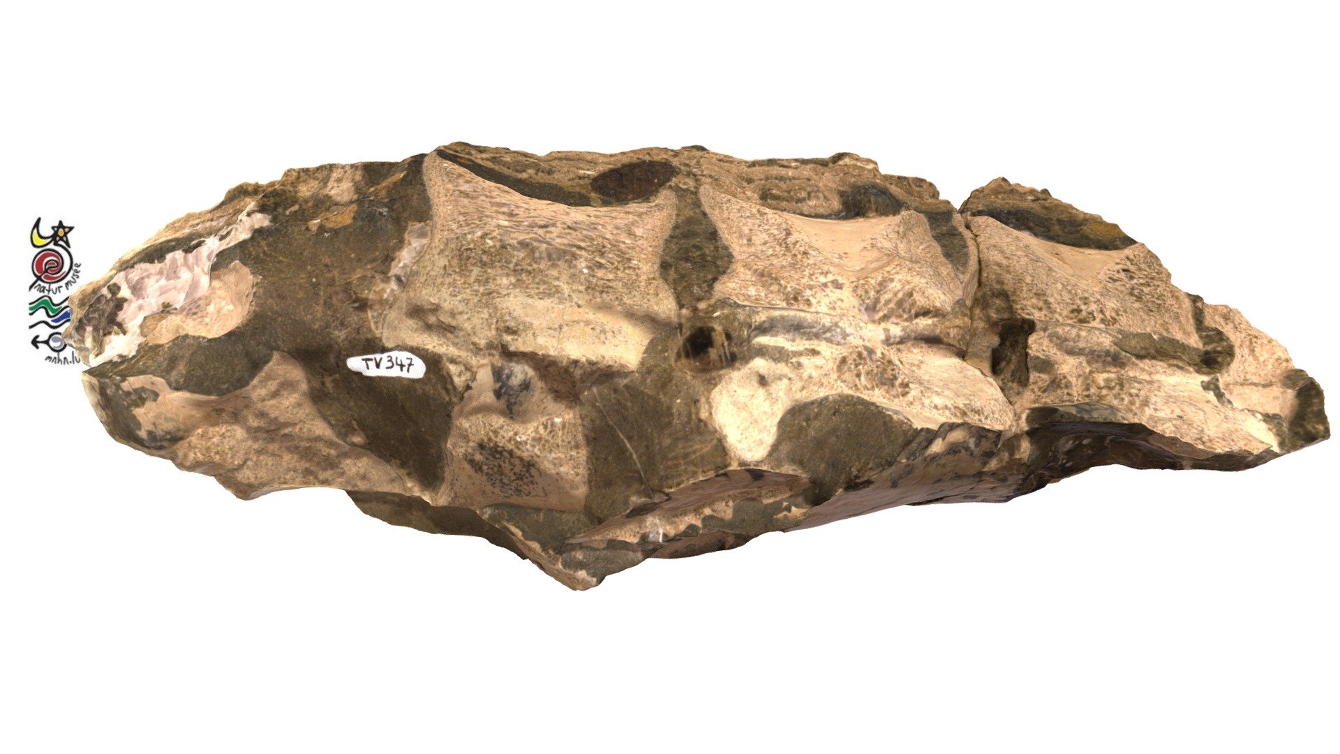 Marine reptile bones TV347 - Download Free 3D model by Musée national d ...