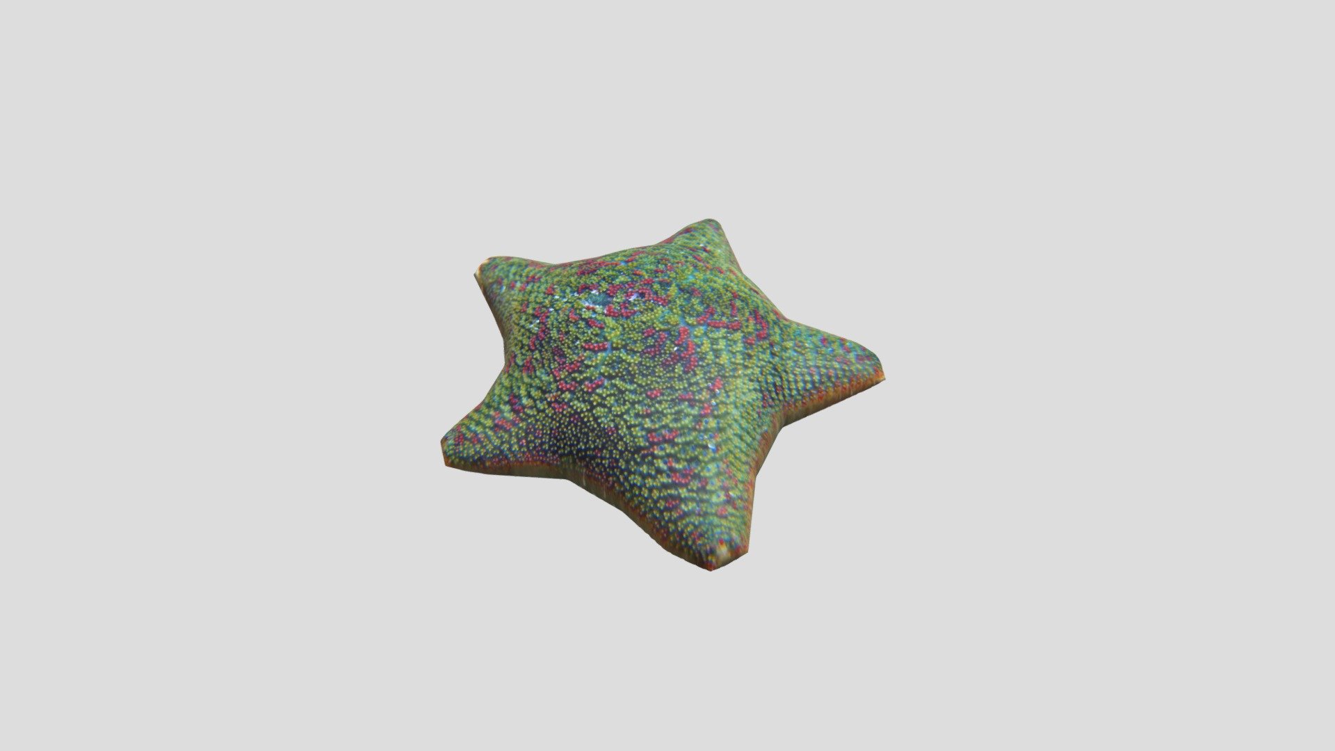 Little Parvulastra Exigua - Download Free 3D model by paumarti [b7f4622 ...