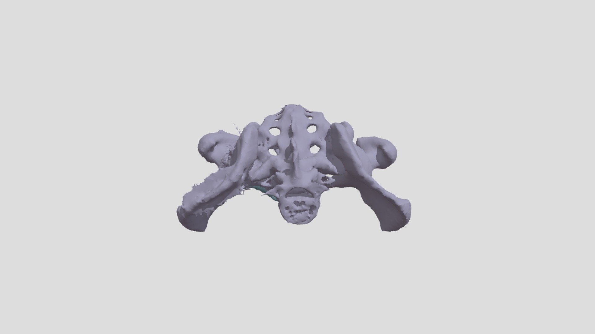 Pelvic bone - Download Free 3D model by brianad [b7f766a] - Sketchfab