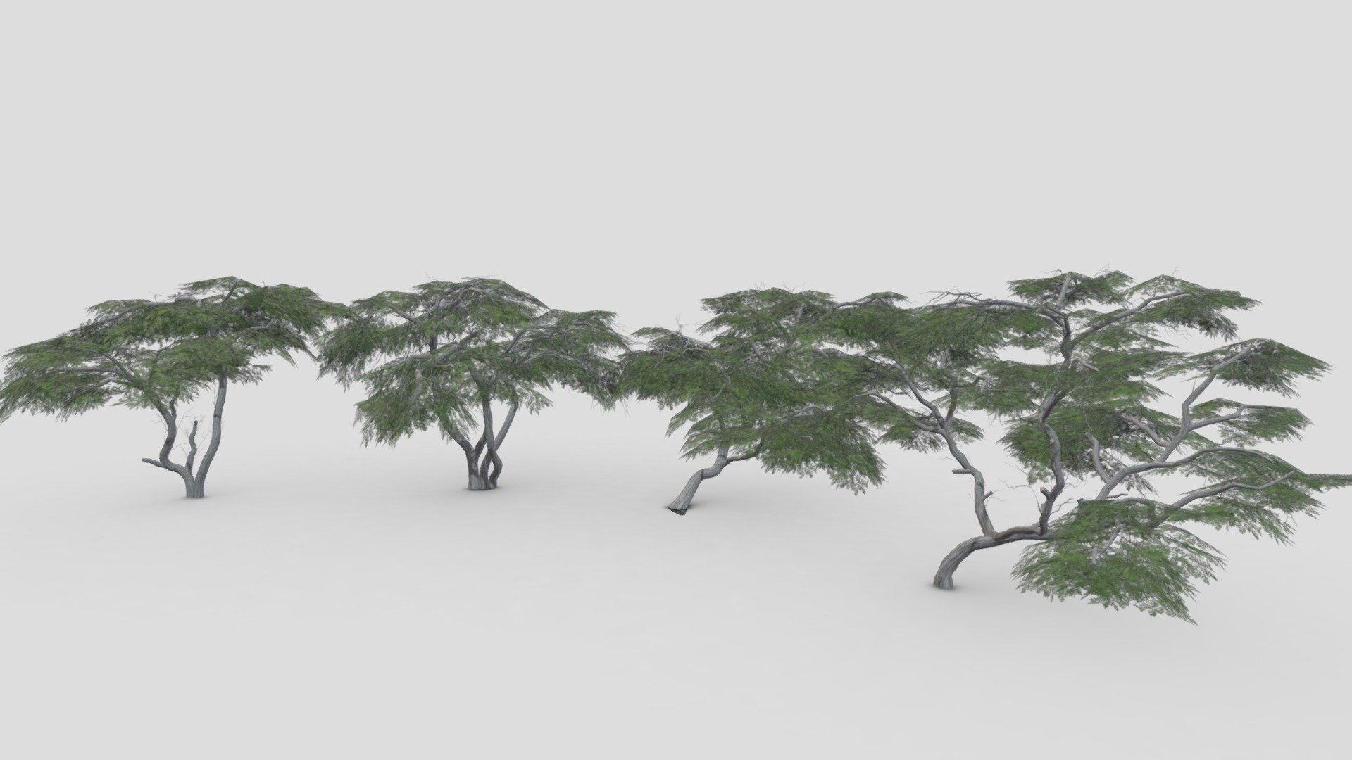 Acacia Tree- Pack- 5 - Buy Royalty Free 3D model by ASMA3D [b7f8b29 ...