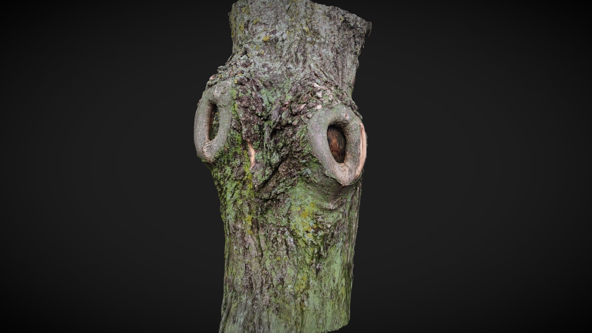 Tree bark type 06 photogrammetry 3d model - Buy Royalty Free 3D model ...