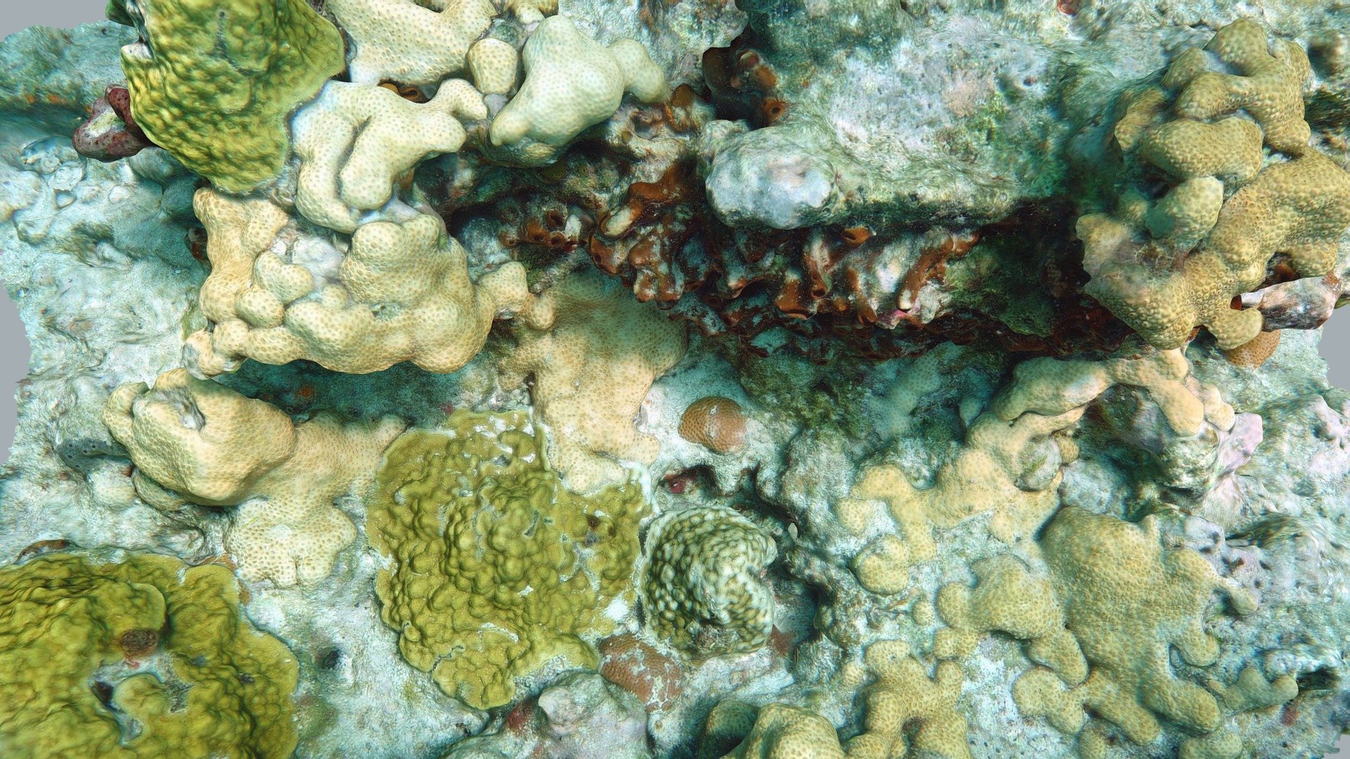 Corals & Sponges at 9-foot Stake Reef, Key West - 3D model by KW3D ...