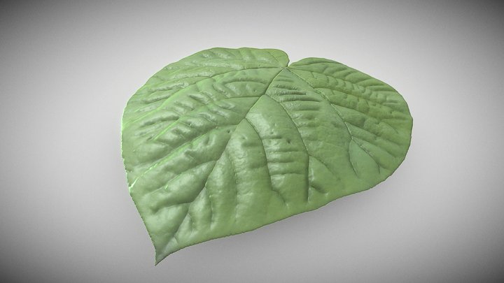 Paulownia-imperialis 3D models - Sketchfab