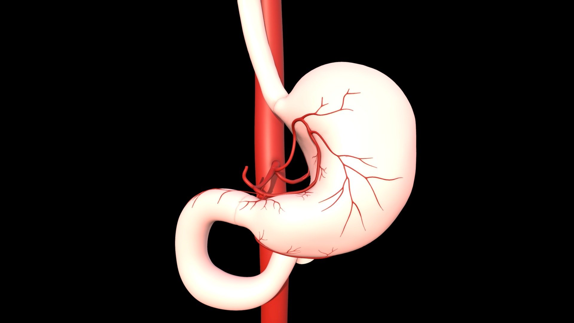 Arteries of the Stomach - Labeled - 3D model by Friso Jansen ...