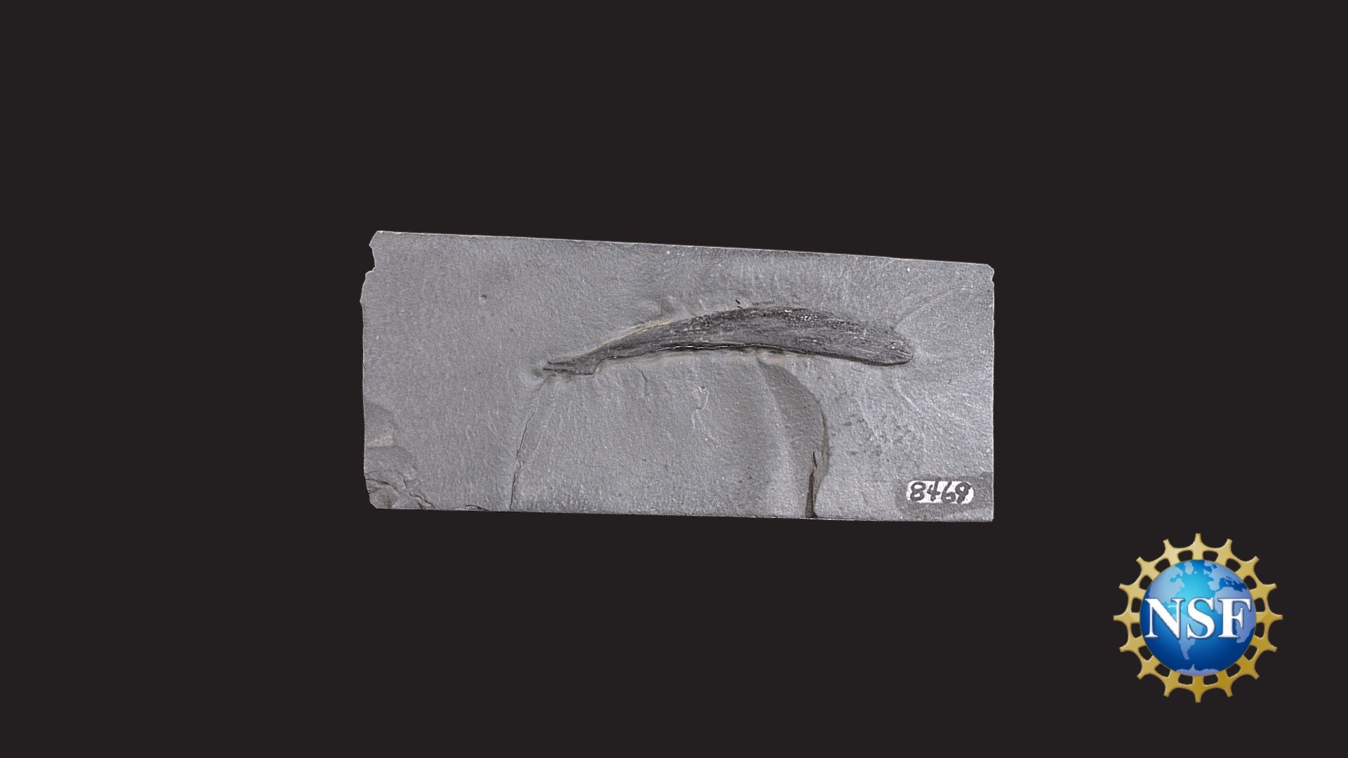 CMNH 8469 Micro Arthrodire Left Infragnathal - 3D model by Cleveland ...