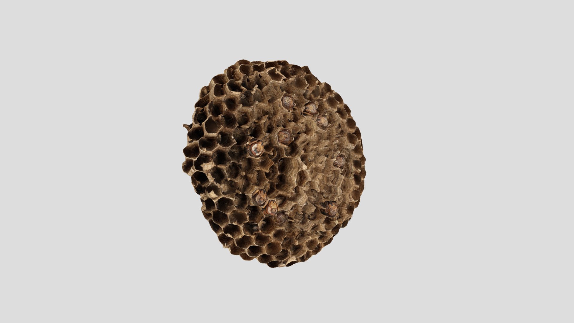 Alveare #2 - 3D model by SMA-UniGe [b807be0] - Sketchfab