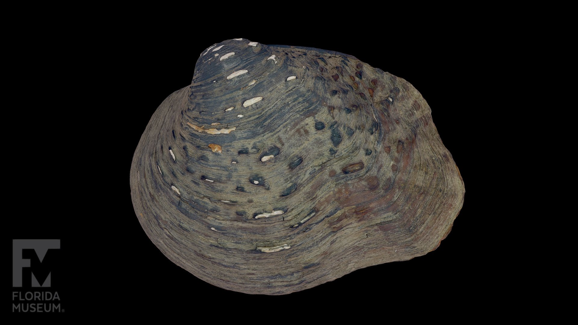 Gulf maple leaf - Freshwater Mussel - 3D model by FloridaMuseum ...