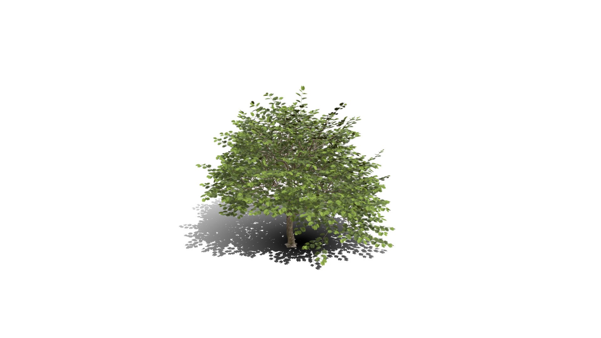 Realistic HD Hong Kong orchid tree (33/40) - Download Free 3D model by ...