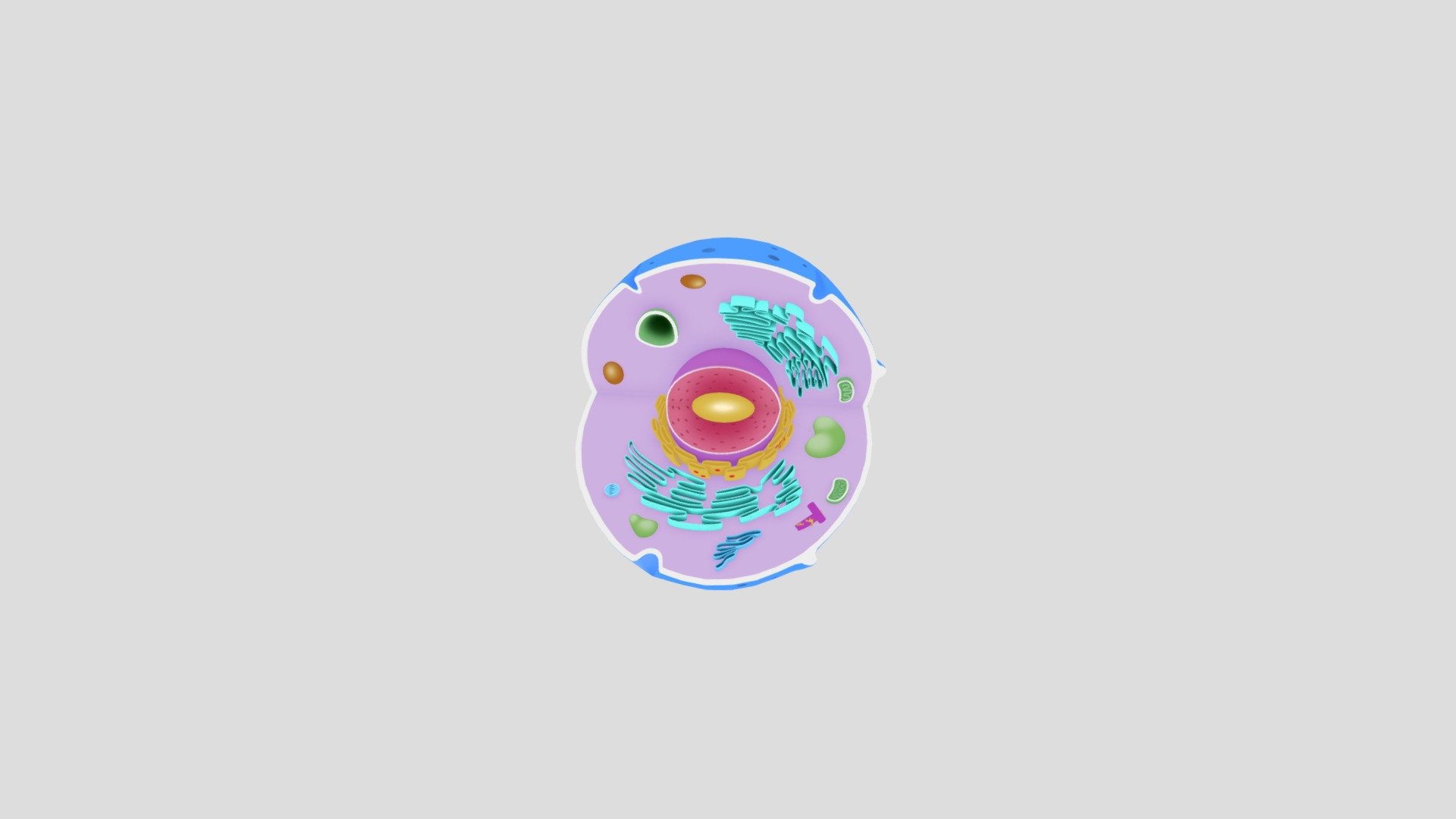 La Celula Animal - 3D model by williamffss [b81bd4a] - Sketchfab