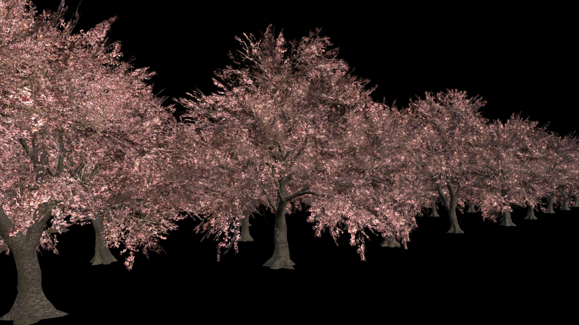 100 Japanese Cherry Trees Pack (low-Poly) - Buy Royalty Free 3D model ...