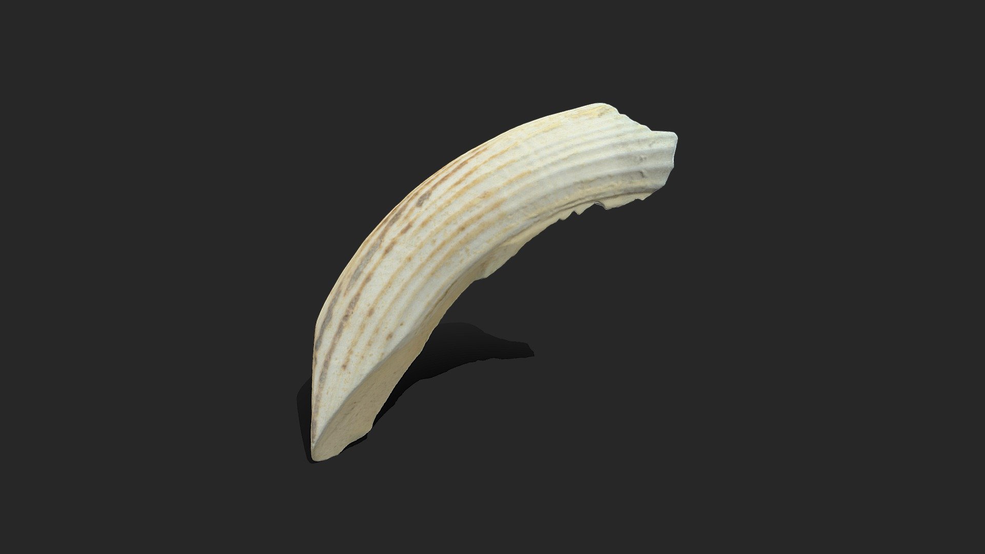 Hippopotamus Tusk - 3D model by MSP-Paleo [b82a364] - Sketchfab