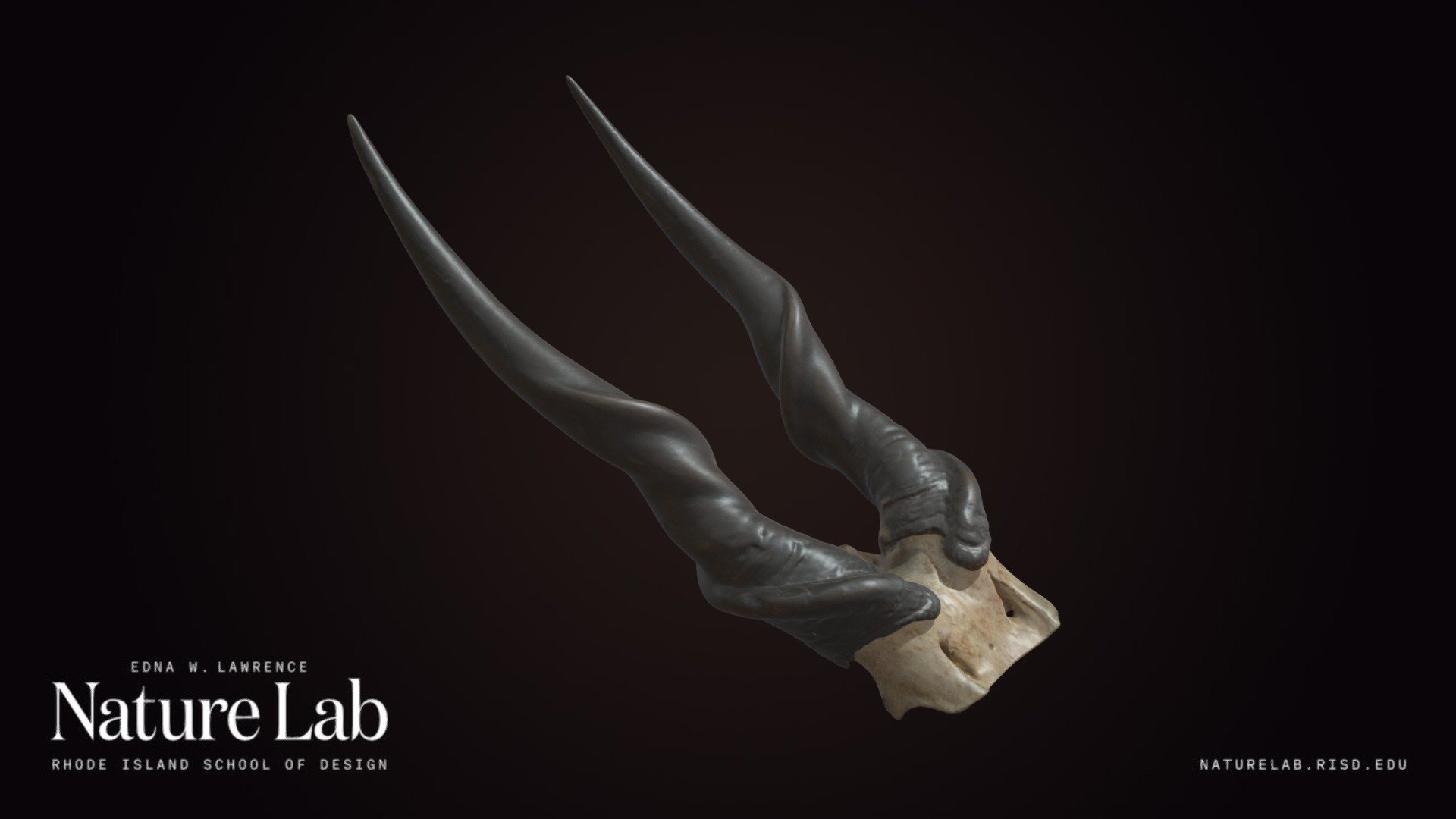 Eland Horns - Download Free 3D model by RISD Nature Lab (@RISDNaturelab ...