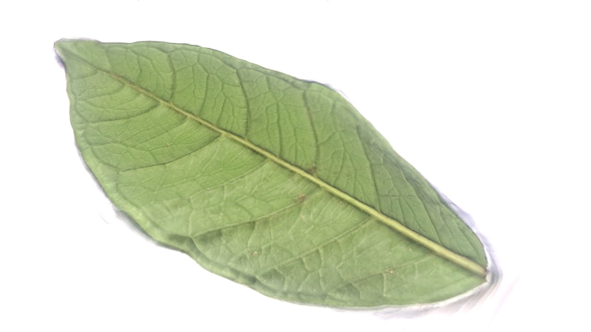 Green Leaf High-Poly 3D Scan - Buy Royalty Free 3D model by Carlbon 3D ...