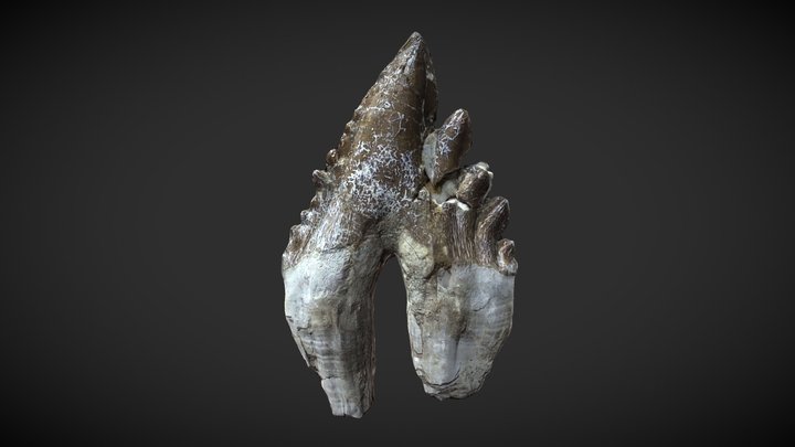 Fossil 3D models - Sketchfab