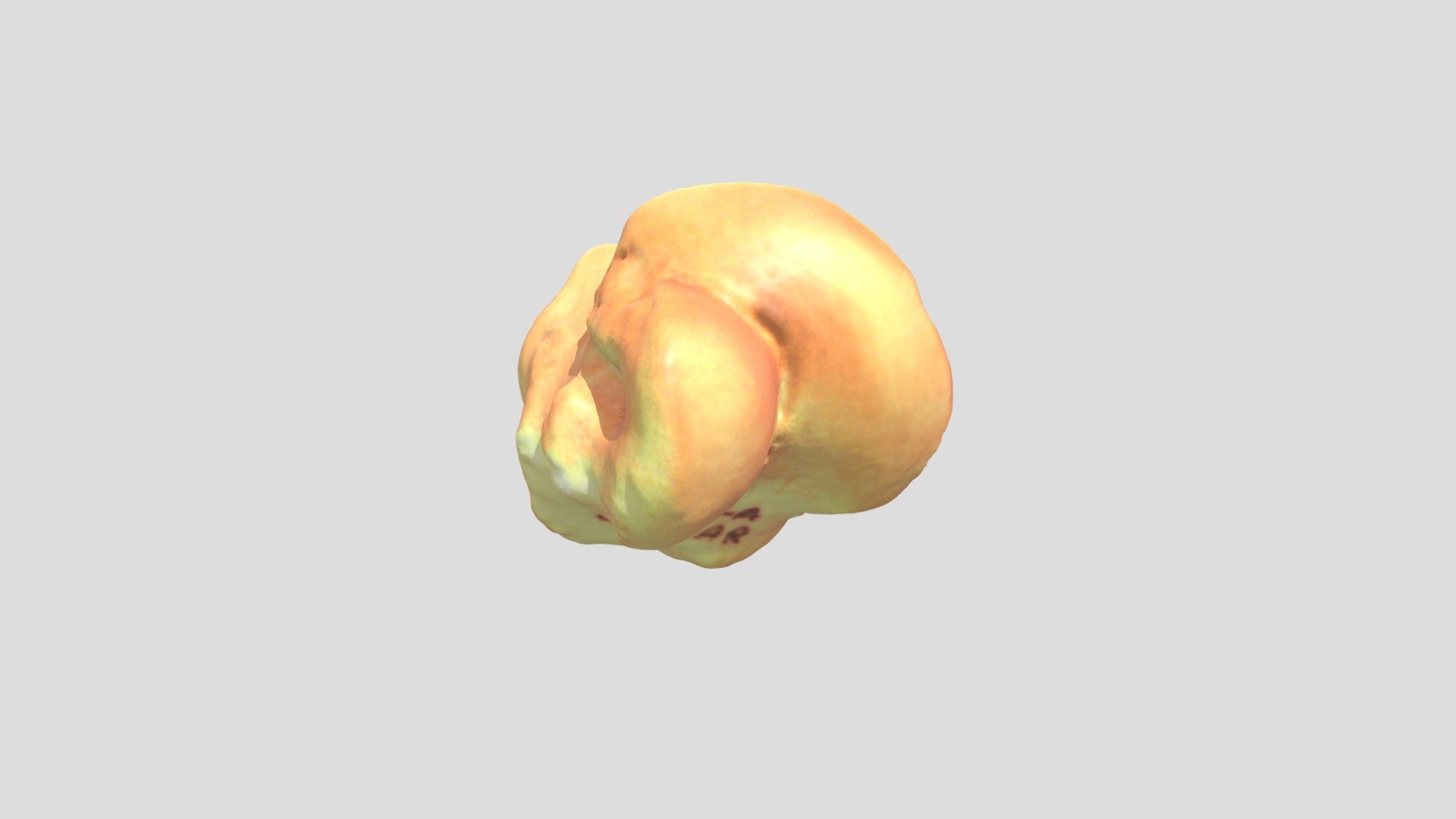 Sus scrofa (pig) - L anterior phalanx II - 3D model by osteoarchaeology ...