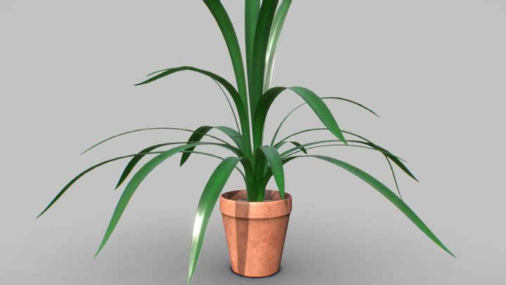 Yucca 3D models - Sketchfab