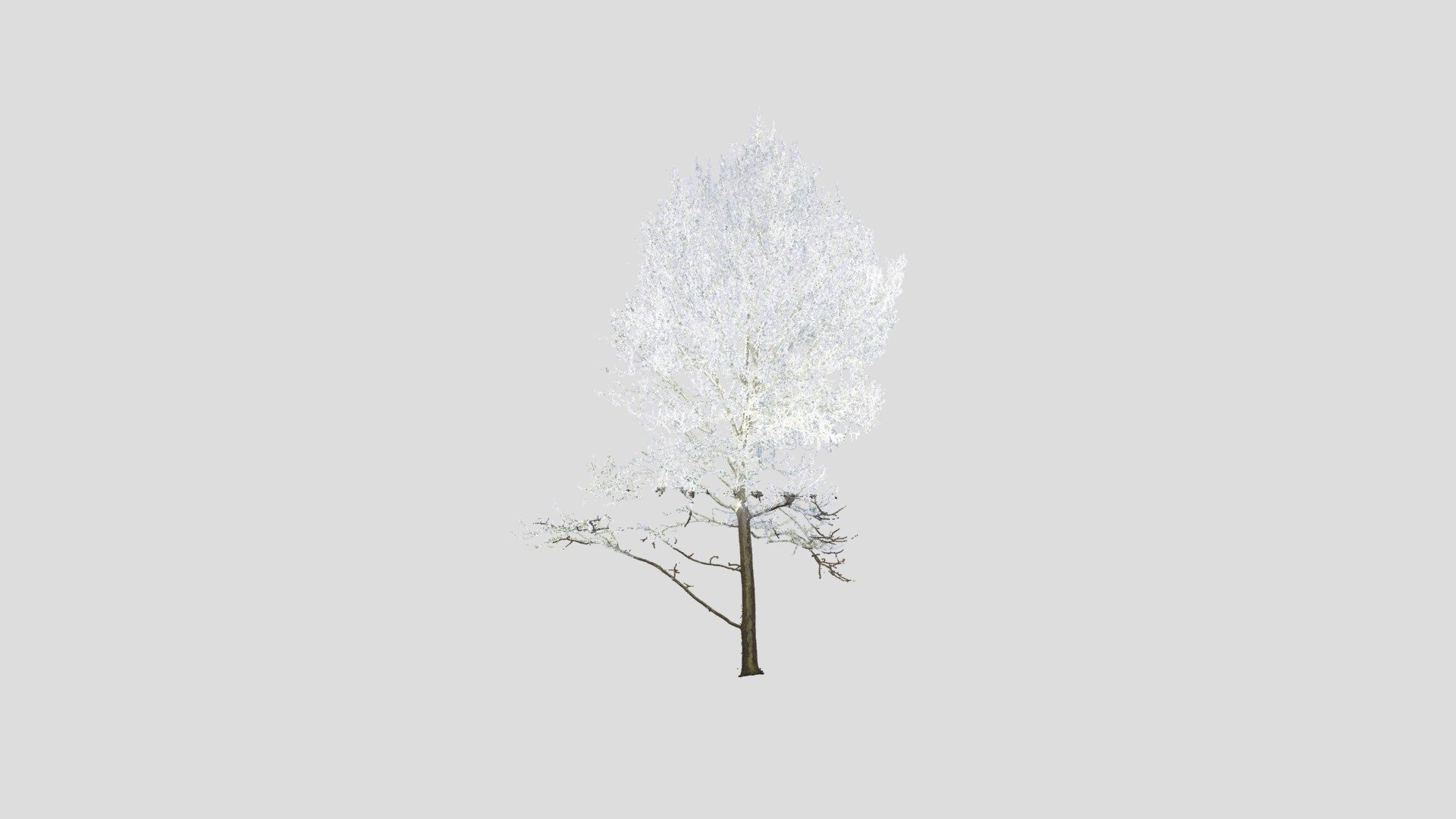 Tree Point Cloud - Buy Royalty Free 3D model by magnum_opus (@tree ...