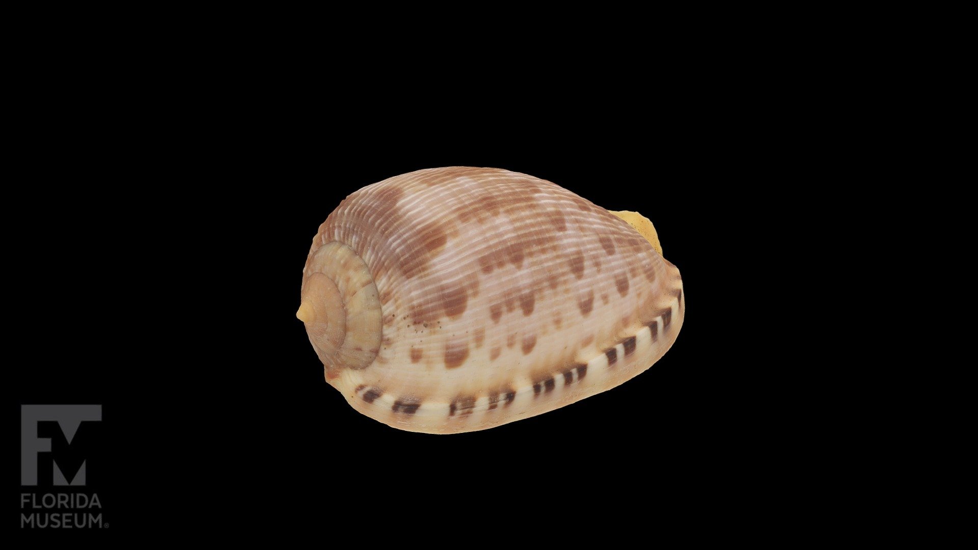 Reticulated cowry helmet shell - 3D model by FloridaMuseum [b84dd51 ...