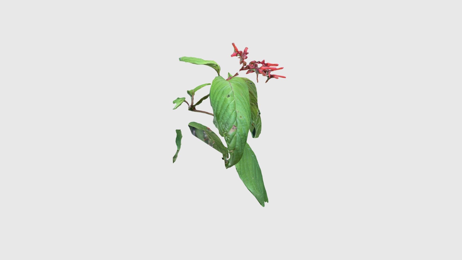 Red spike - Download Free 3D model by Breakeytech1 (@mbreakey) [b856f21 ...