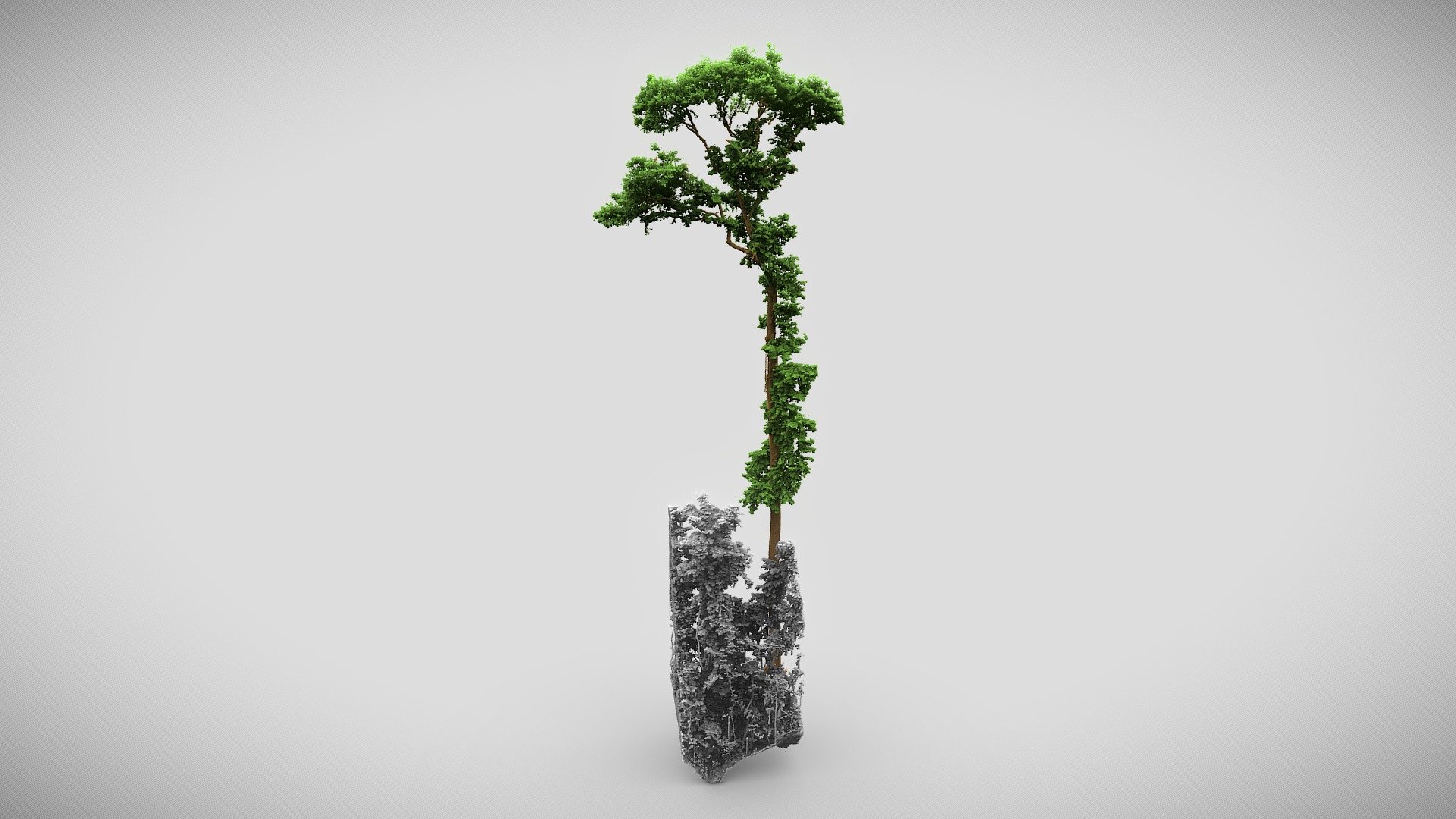 Dipterocarp in Maliau Basin - Download Free 3D model by kungphil ...