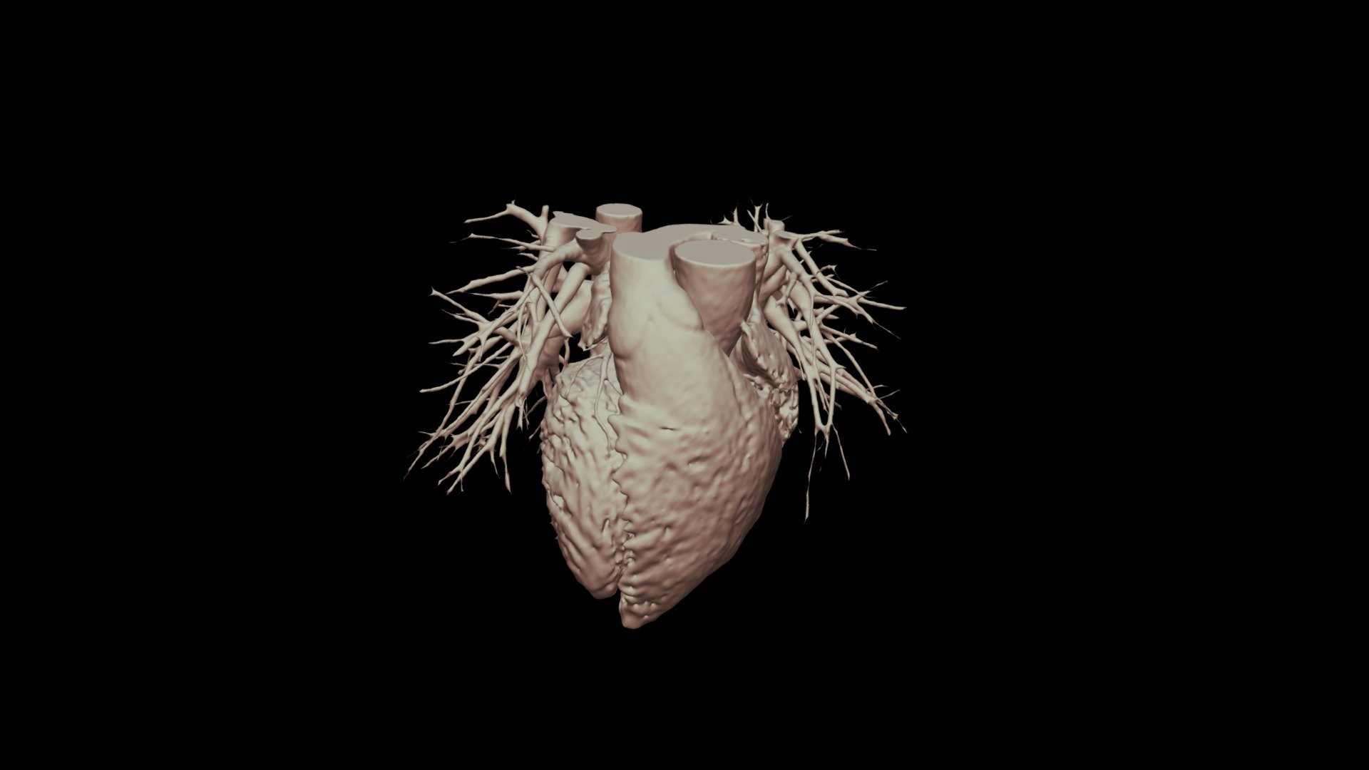 Segmentation_heart - 3D model by Imre J. Barabás, MD, M.Sc. (@Uzzias18 ...