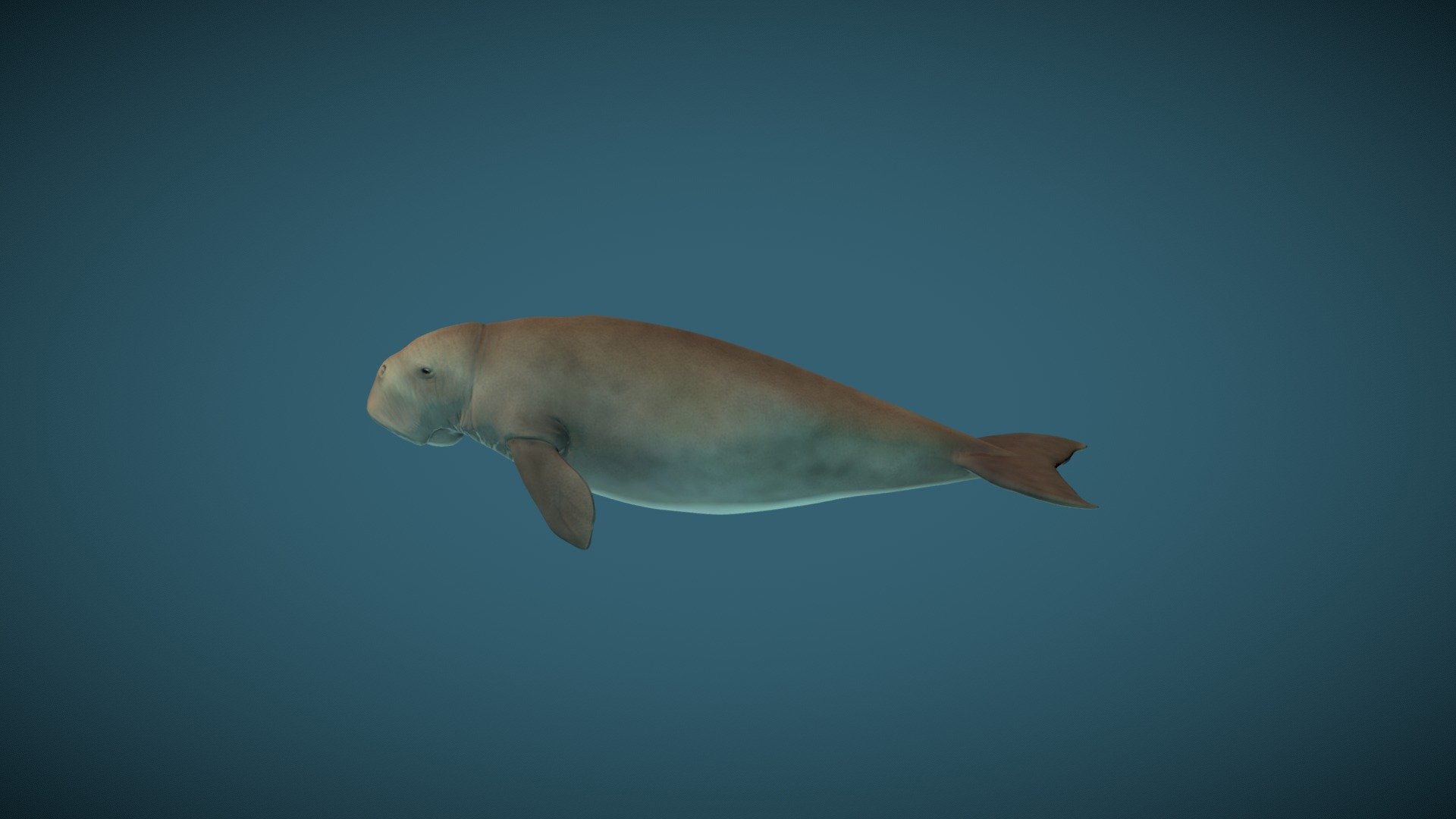 Dugong swimming - 3D model by Claudia Carceles (@claudicr9) [b8621af ...