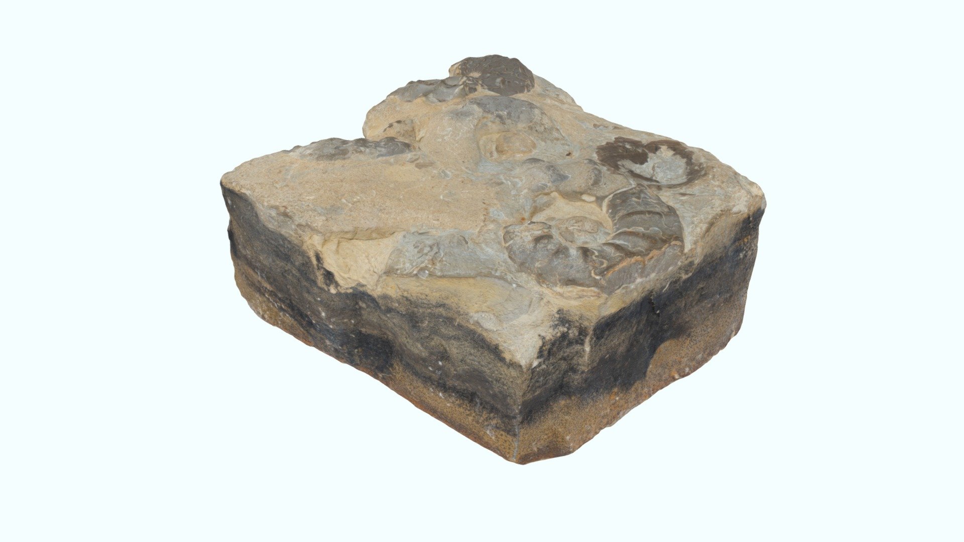 Calcaire à cératites - Download Free 3D model by Ecole Nationale ...