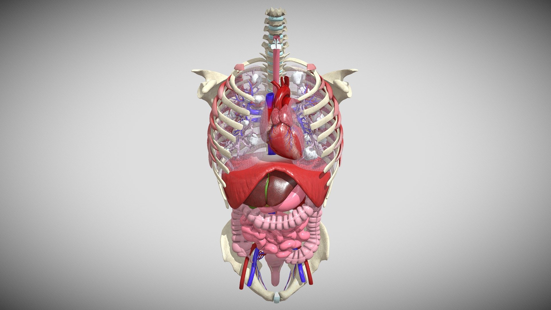 COVID-19 Viral Pneumonia - 3D model by Health Academy (@martinamariano ...