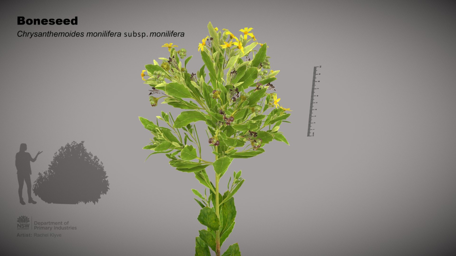 Boneseed - 3D model by NSW DPIRD (@dpicomms) [b86c048] - Sketchfab