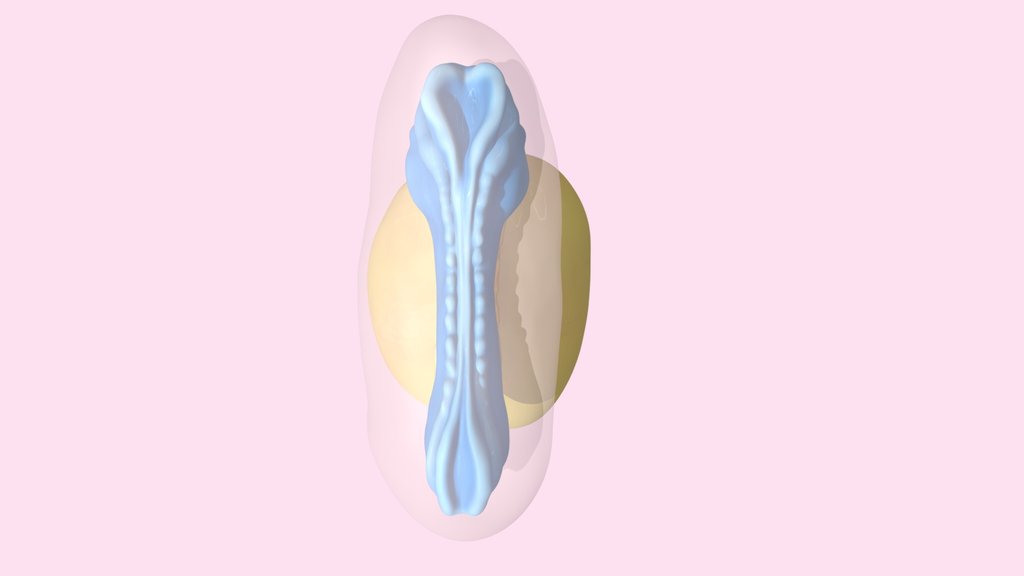 Embryology - A 3D model collection by kvitkaz2 (@kvitkaz2) - Sketchfab