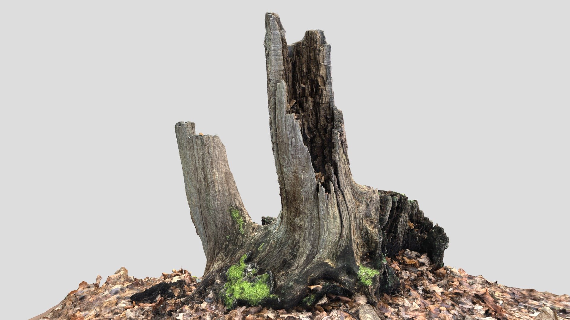 Weathered Tree Stump – Photogrammetry Scan - 3D model by meii020 ...