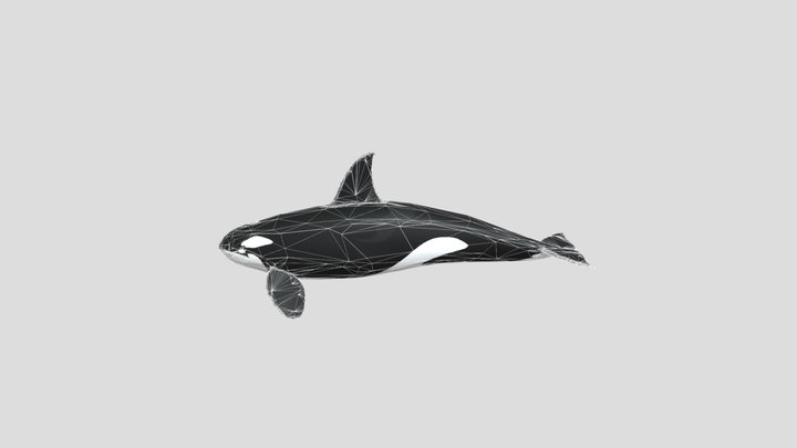 Orca 3D models - Sketchfab