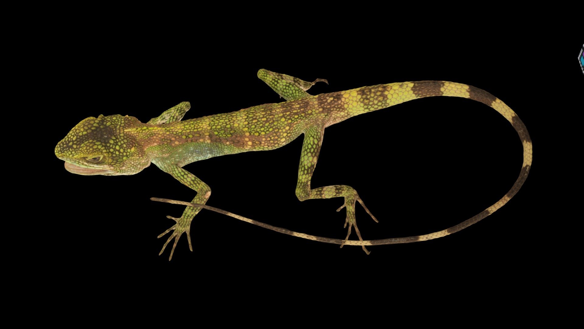 オキナワキノボリトカゲ 🦎 Okinawa Tree Lizard - 3D model by ffish.asia / floraZia ...