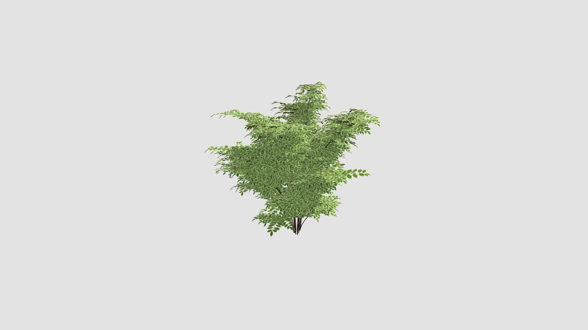 Plant for c4d - Buy Royalty Free 3D model by Evermotion [b88c008 ...