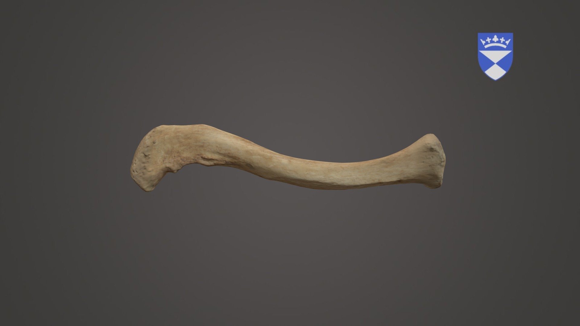 Clavicle - 3D model by University of Dundee, CAHID (@anatomy_dundee ...