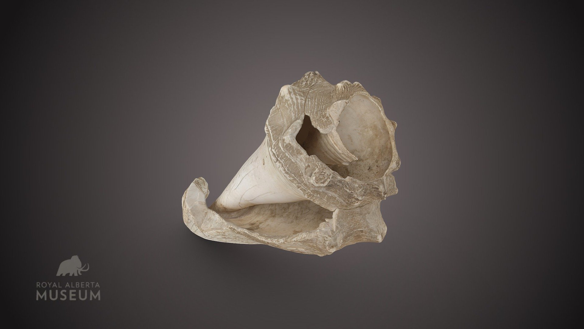 Conch shell - 3D model by Royal Alberta Museum (@royalalbertamuseum ...