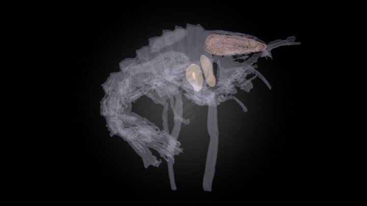 Hyperiidae 3D models - Sketchfab