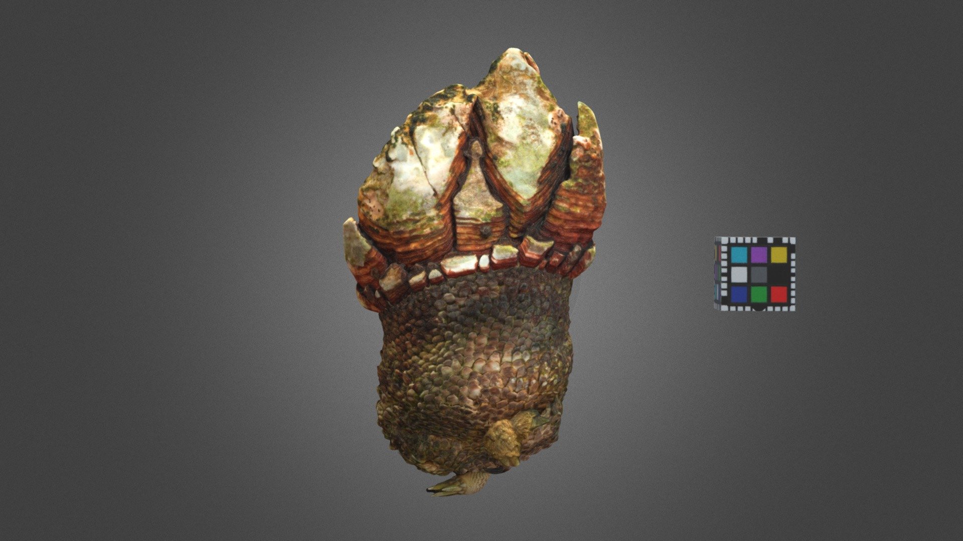 カメノテ Japanese Goose Barnacle, Capitulum mitella - Download Free 3D ...