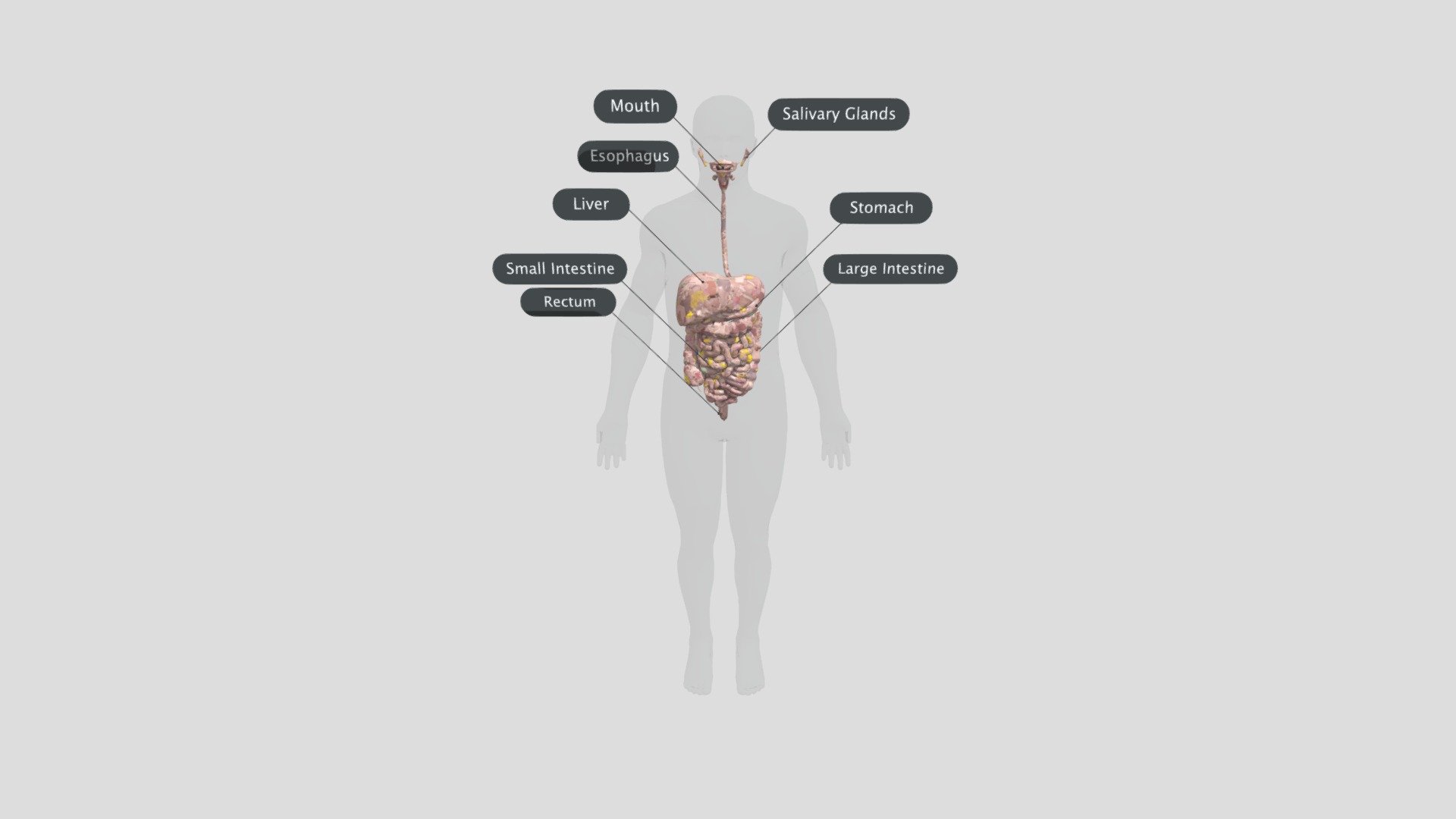 digestive-system (3) - 3D model by indahdwianugrahs [b899e94] - Sketchfab
