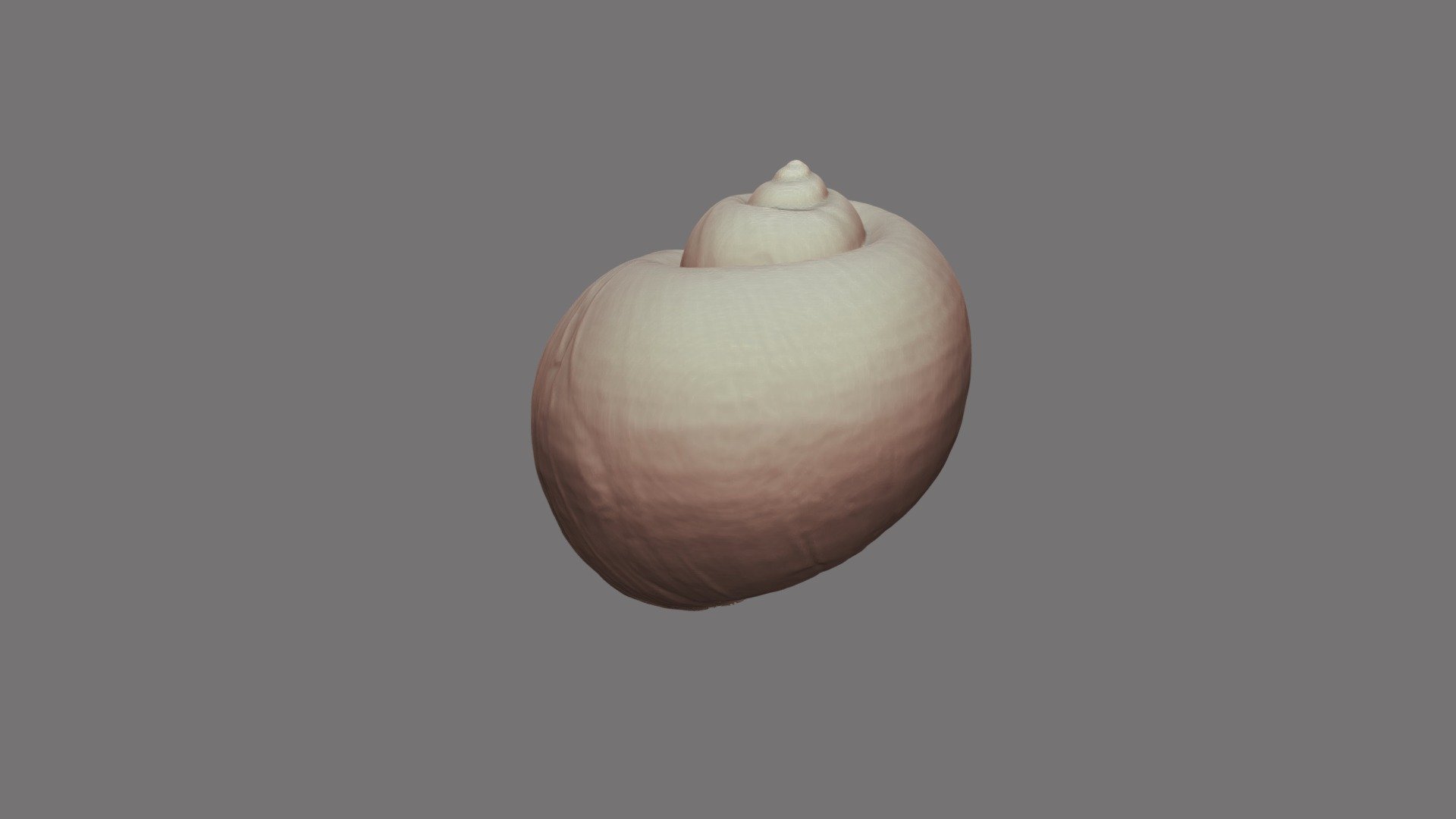 Shell3mesh - 3D model by alicia (@aliciasriccio) [b89a96e] - Sketchfab