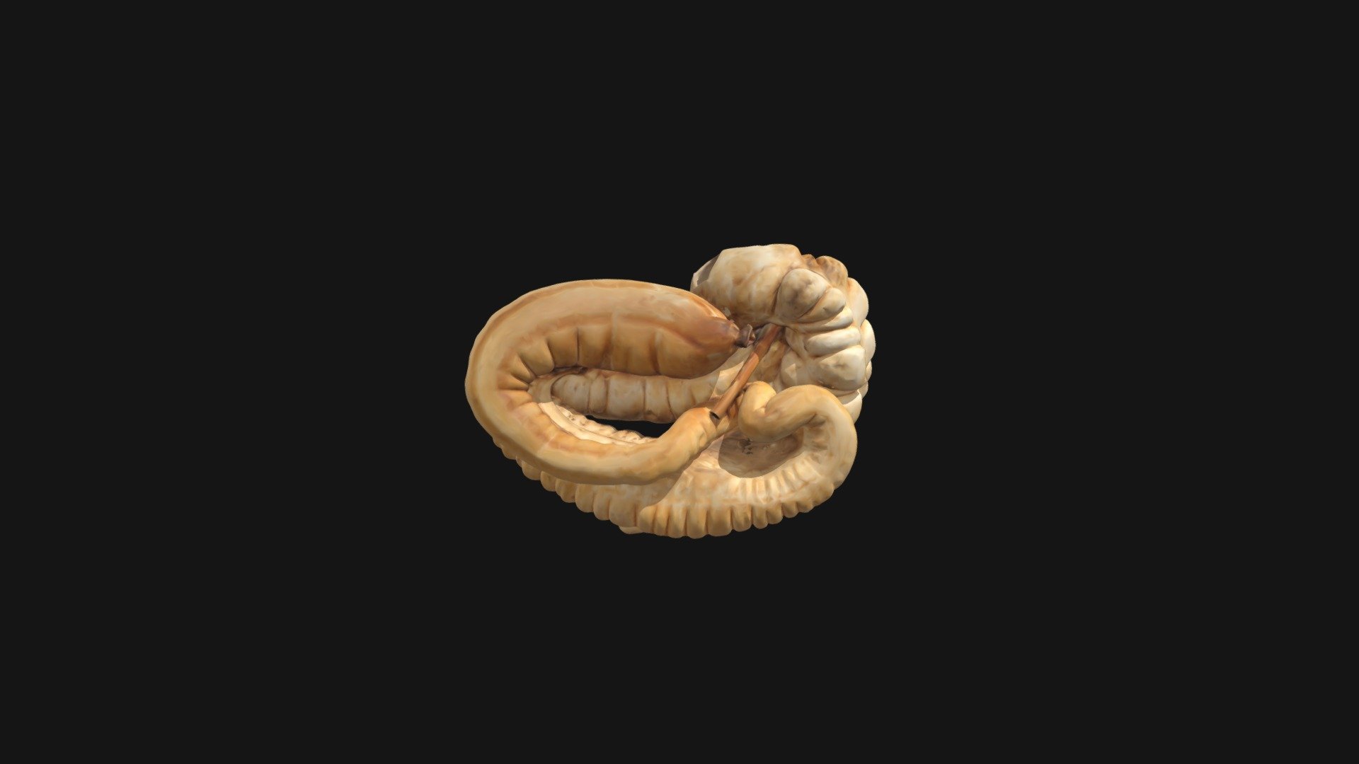 Equine Colon - Download Free 3D model by OVCanatomy [b89f519] - Sketchfab