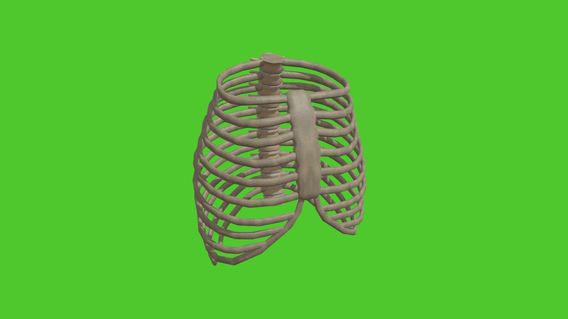 low_poly_skeleton_ribs - Download Free 3D model by tech.service.allwe ...