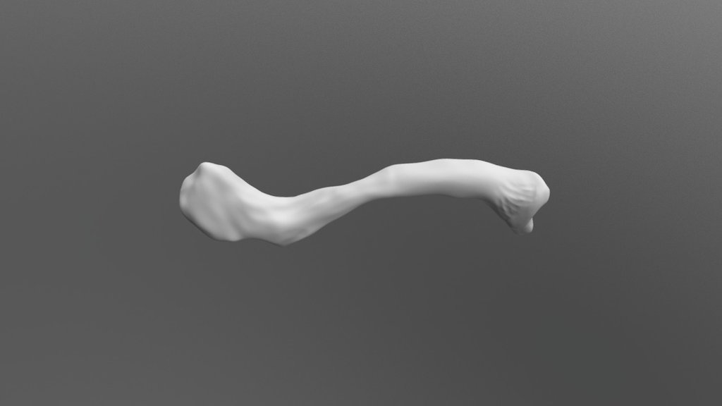 Clavicle - 3D model by Aaronv0811 (@tacosalad46) [b8a4d24] - Sketchfab